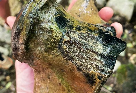 미국서 초대형 모사사우루스 화석 발견 스푸트니크