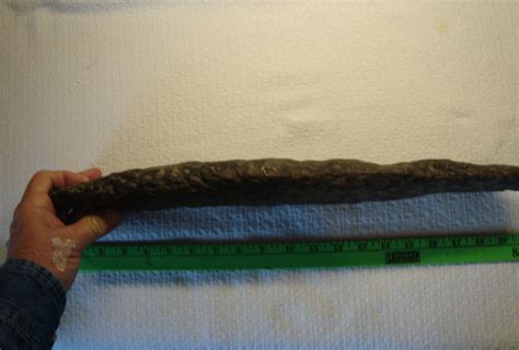 Rare 19 Fossil Stigmaria Root 3d Preserved Museum Centerpiece Display Rare 19 Fossil Stigmaria Root 3d Preserved Museum Centerpiece Display