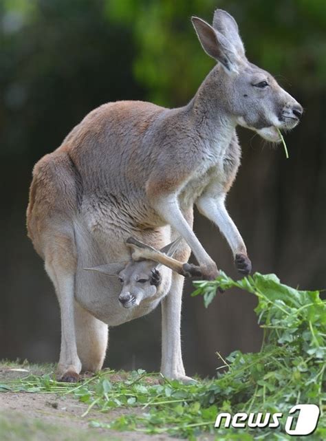 호주 정치인 조깅하다 캥거루에 공격당해 뉴스1