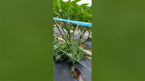 꽈리고추 순치기 줄매기 오복이 영양제 분무까지 끝낸 후 고추밭두렁 풍경 ㅡ 고추농사 기록 Youtube