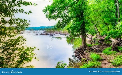 Trees On The Side Of The River With Exposed Roots Stock Photo Image Of Park River