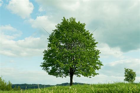 在一片草甸中单个树高清摄影大图 千库网