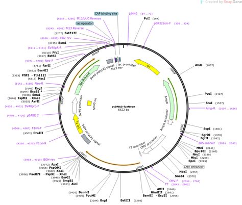 Addgene Pcdna3 Luxneon