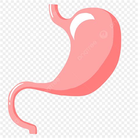 분홍색 위장 입체 일러스트 인간의 입체 위장 장기 Png 일러스트 및 Psd 이미지 무료 다운로드 Pngtree