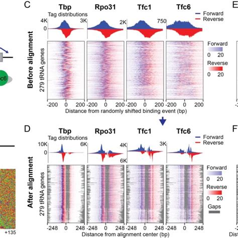 Gapped Alignment Of Chip Exo Profiles Enables Characterization Of