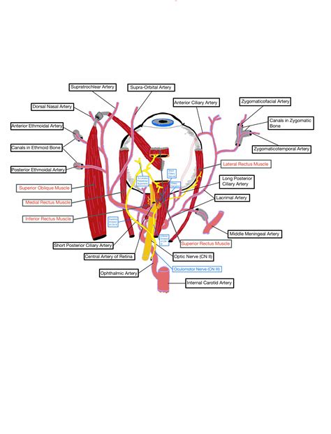 Internal Carotid Artery Anatomy Function And Clinical Significance