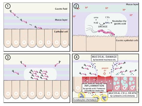 Urease Enzyme Of Helicobacter Pylori Cheapest Offers Brunofugaadvbr