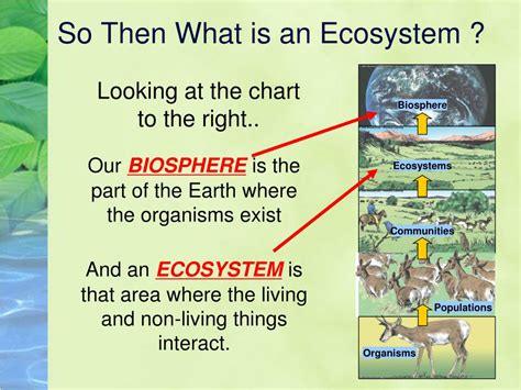 Ppt What Is Ecology Powerpoint Presentation Free Download Id2623487