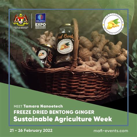 Mafi Events What Differentiates A Bentong Ginger From