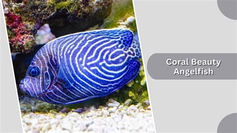 25 Types Of Angelfish Identification With Picture