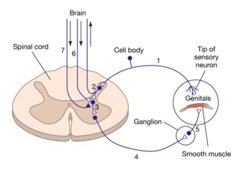 Control Of Sexual Behaviour Flashcards Quizlet