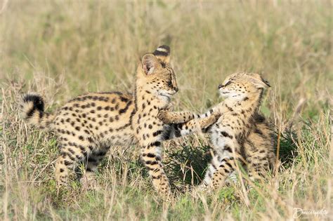 Serval Cats With Kittens A CREATIVE ADVENTURE Photography By Denise Ippolito