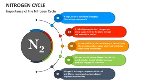 Nitrogen Cycle PowerPoint And Google Slides Template PPT Slides