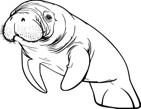 Manatee Drawing Underwater Icon An Artistic Tribute To The Manatee