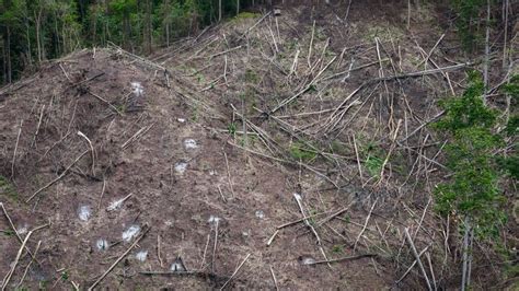 Indonesian Forests Pay The Price For The Growing Global Biomass Energy