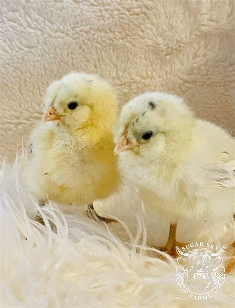 Ermine Ameraucana Chicks Sugar Sky Farms
