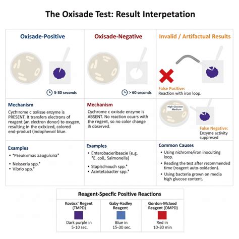 Oxidase Test Definition Principle Procedure Result Application