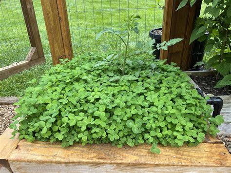Clover As Cover Crop Update Rpermaculture