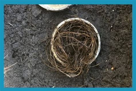 How To Remove Tree Roots From Drain Pipes Drainpro