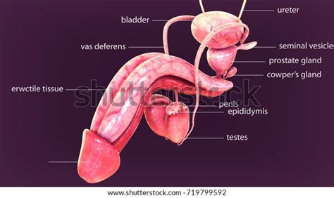 Penis Vagina Over 789 Royalty Free Licensable Stock Illustrations