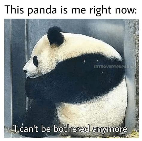 Panda Meme