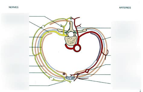 21 Diagram 3 Diagram Quizlet