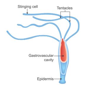 Hydra Gastrovascular Cavity