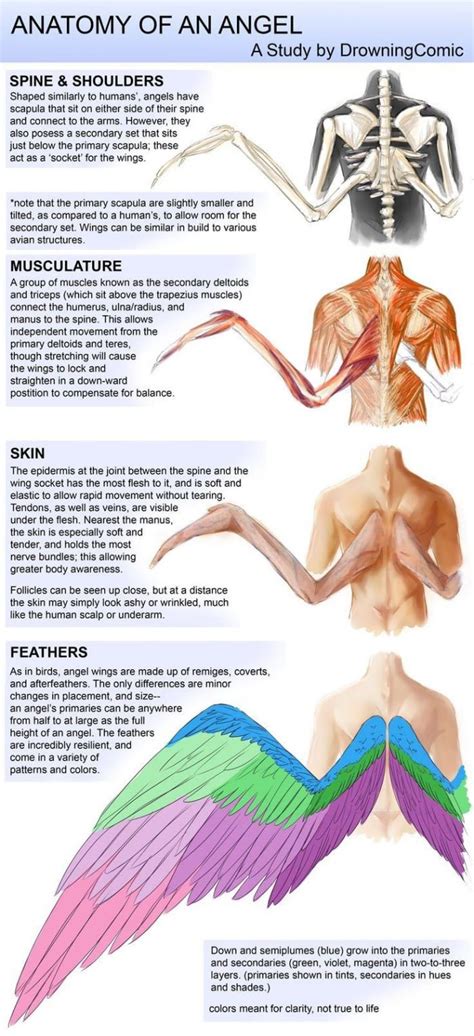 My Angel 9gag Wing Anatomy Wings Drawing Art Reference Poses