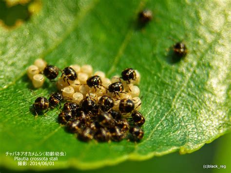 四季折々・散歩中のことども チャバネアオカメムシ Ⅱ （卵、初齢幼虫）