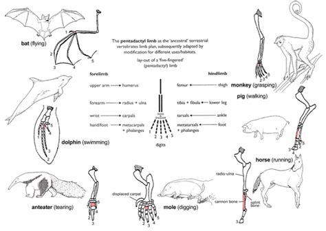 Concept Of Species Definition Types Importance Modes Of Speciation Biology Notes Online