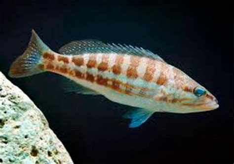 Serranus Cabrilla O Serrano Cabrilla Características Fotos Y Video