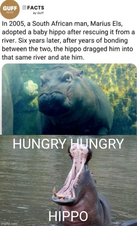 Hungry Hippo Memes