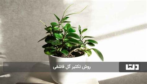 رشد انفجاری گل قاشقی با رعایت 5 نکته طلایی