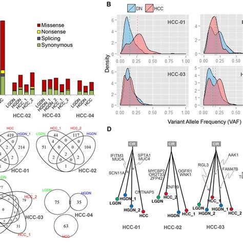 Mutations Identified In Dysplastic Nodules Dns And Hepatocellular