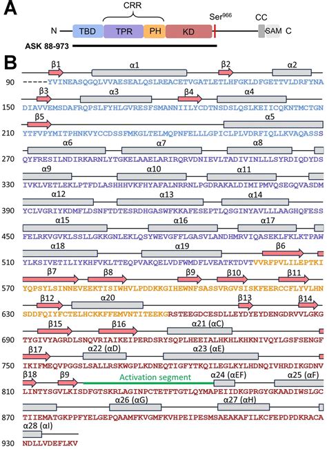 Figures And Data In The Cryo Em Structure Of Ask1 Reveals An Asymmetric