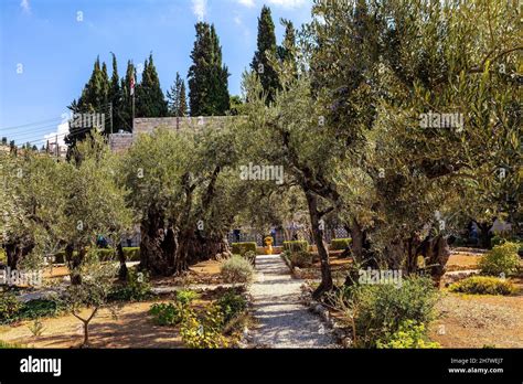 Jerusalem Israel October 14 2017 Historic Olive Trees In Garden Of