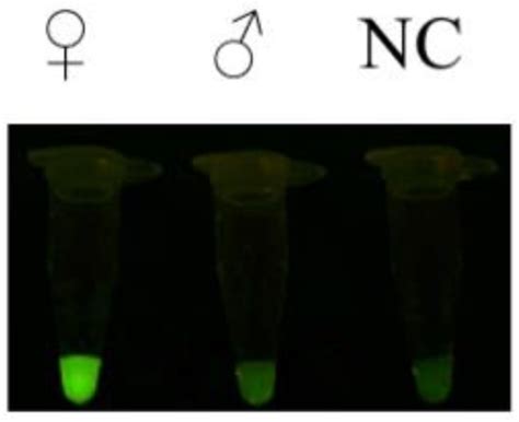 using recombinase aid amplification combined with pyrococcus furiosus