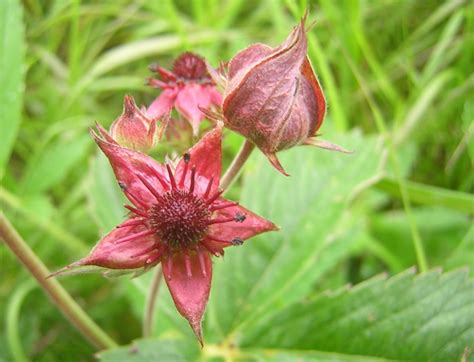 კიბოს მკურნალობა ჭაობის პოტენტილათი ექიმ ცედილინის მეთოდი