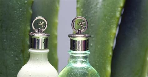 스킨푸드 아가베 선인장 라인 출시