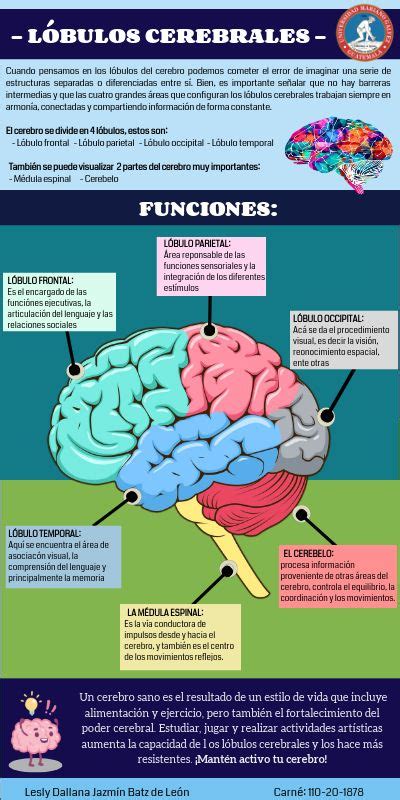 LÓbulos Cerebrales Genially Lobulos Del Cerebro Anatomia Del