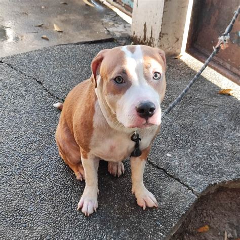 Pitbull Or Ambull Chonky Boi Rpitbulls