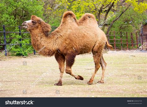 6 Hundred Desert Camel Has Hump On Back Royalty Free Images Stock