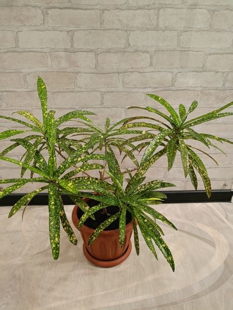 華Кротон (кодиеум) узколистный Gold Star (голд стар, Золотая звезда ...