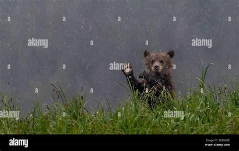 A Young Black Grizzly Bear Cub In Heavy Rain Stands And Waves Over Tall Sedge Grasses In British