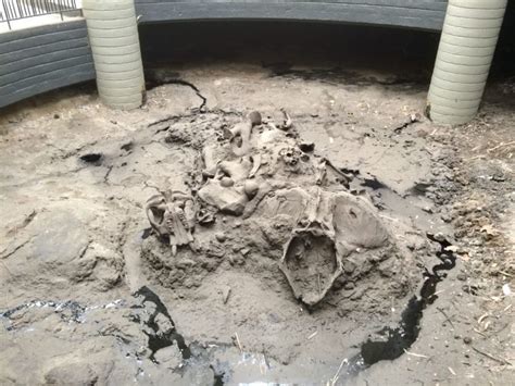 Guide To The La Brea Tar Pits And Museum