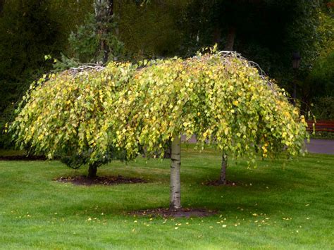 Weeping Willow Planting Pruning And Advice On Caring For It