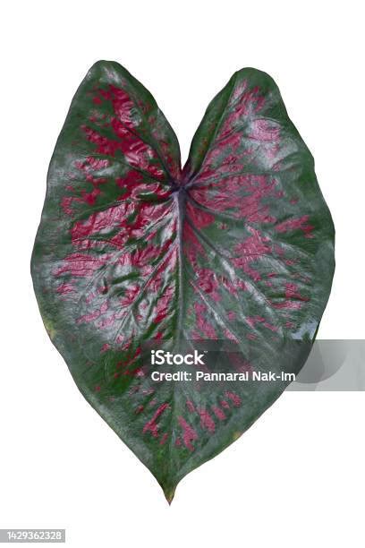 흰색 배경에 고립 된 칼라듐 이중 색상의 녹색과 빨간색 잎에는 클리핑 경로가 포함되었습니다 0명에 대한 스톡 사진 및 기타 이미지 Istock
