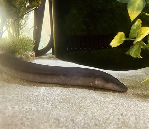 Two Toed Amphiuma Zoochat
