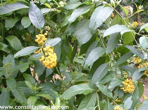 Cestrum Parqui Palqui O Parqui Cuidados