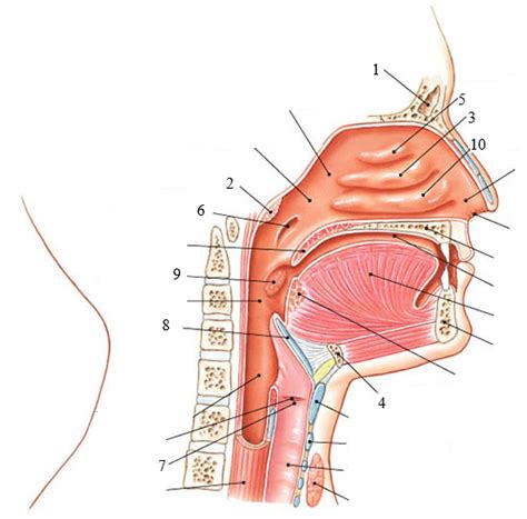 Respiratory Structures Upper Respiratory System Diagram Quizlet